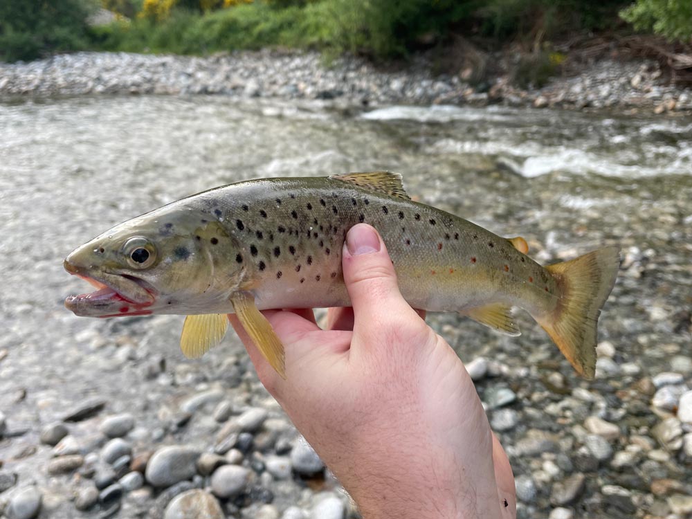 Best Trout Fishing Gear - Fergo's Tackle World